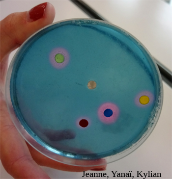 S-prit du V. de T. » Un antibiogramme “maison”